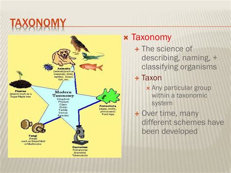 Ppt Chapter 17 Classification Of Organisms Powerpoint Presentation