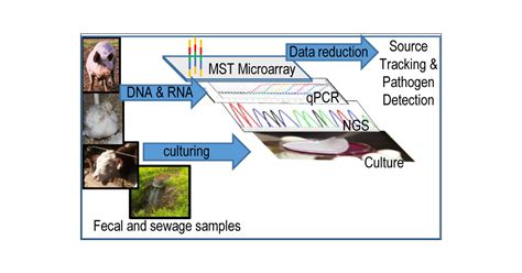 A Novel Microbial Source Tracking Microarray For Pathogen Detection And Fecal Source