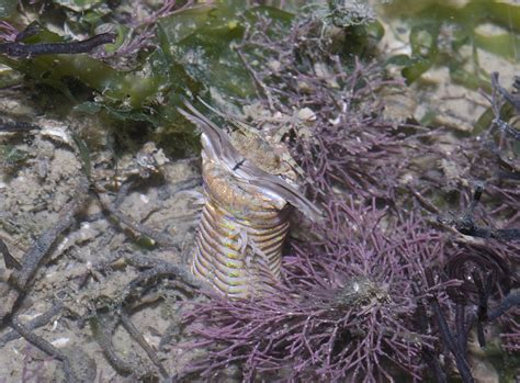 Real Monstrosities Jaws Bobbit Worm