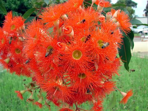 Flowers Desktop Wallpaper Eucalyptus Silver Dollar