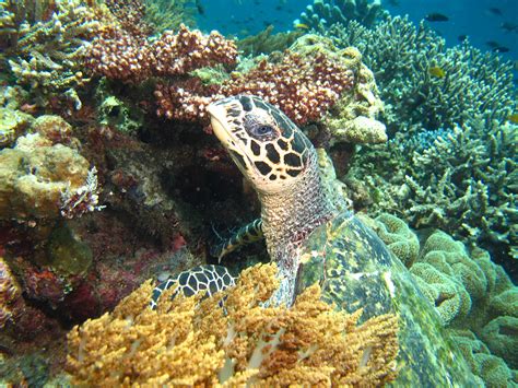 海洋プラスチックゴミにからまるウミガメ～実例～ 認定npo法人エバーラステイング・ネイチャー