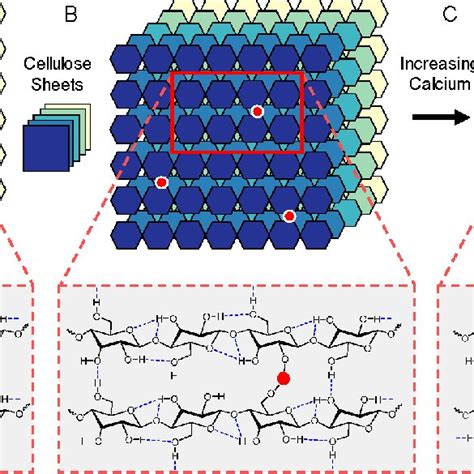 A Cellulose Consists Of Long Chains Of β 1−4 Linked D Glucose Units Download Scientific