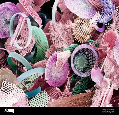 Fossil Diatoms Coloured Scanning Electron Micrograph Sem Of