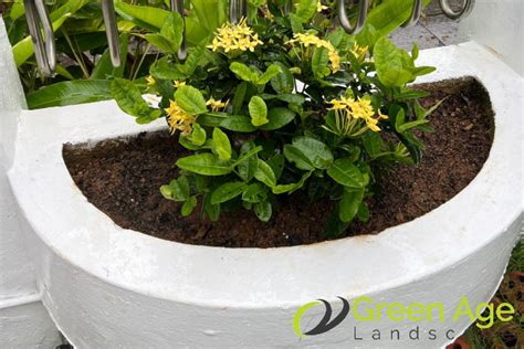 Gardener Service In Singapore Landed Ang Mo Kio Greenage