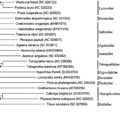 Consensus Phylogenetic Tree Inferred From 20 Mitochondrial Genomes Of