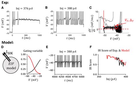 Modeling Irregular Spiking Of A Canopy Cell With A SIK Channel A B