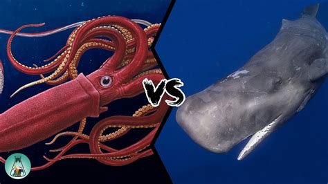 Sperm Whale With Giant Squid Marks