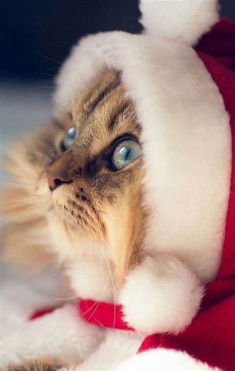 ℓυηα мι αηgєℓ ♡ Gatos Bonitos Gatos Navideños Gatos