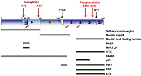 Figure From Mechanisms Of Transcriptional Regulation By Wt Wilms