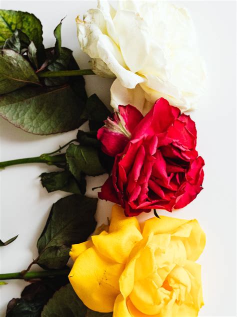 Why Roses Have Different Colours Times Now