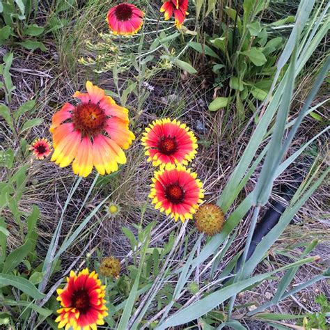 Common Gaillardia