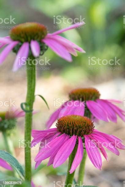 Echinacea Purpurea 또는 보라색 콘 플라워는 쉽게 관리 할 수있는 다년생입니다 꽃 식물에 대한 스톡 사진 및 기타