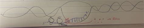 Prokaryotic Transcription Flashcards Quizlet