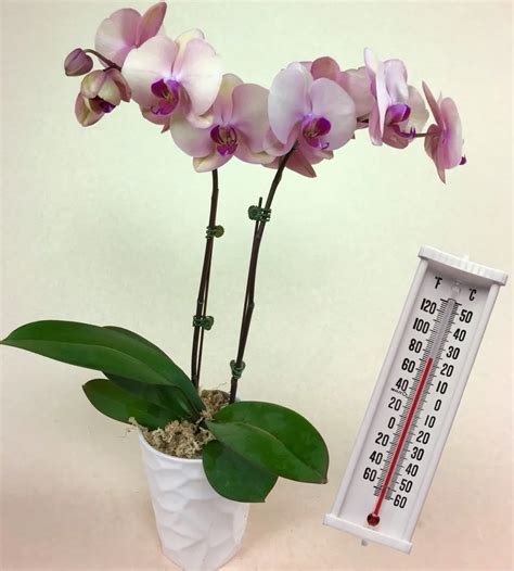 5 Myths About Orchids Laidback Gardener