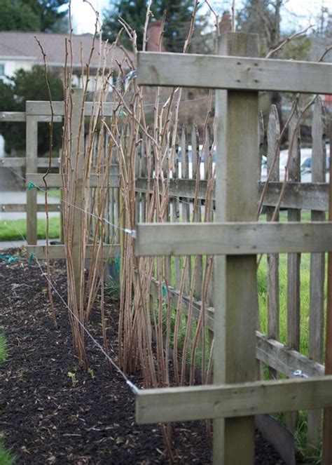 22 Best Raspberry Trellis Images On Pinterest Vegetable Garden Fruit