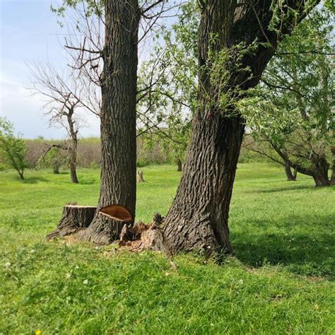 Premium Photo Two Trees With A Hole In The Trunk That Says Tree Stumps