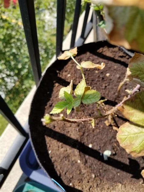 Why Are My Raspberry Leaves Dying R Gardening