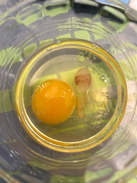 What Is The Tadpole Looking Thing Fact About Chickens