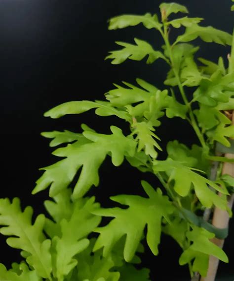 Quercus × Bimundorum Crimschmidt Szkółka Krzewów Ozdobnych Zymon