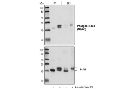 Phospho C Jun Ser63 54b3 Rabbit Mab Cell Signaling Technology