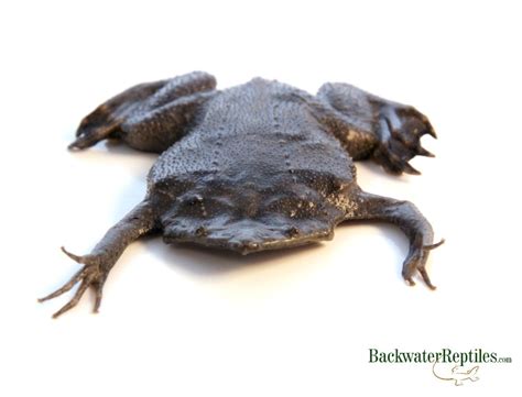 Suriname Toad Pipa Pipa Backwater Reptiles Blog