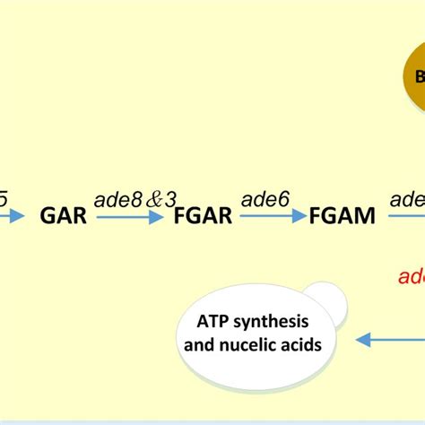 Homologous Recombination Efficiency Of Wild Typey Lipolytica Po1f And