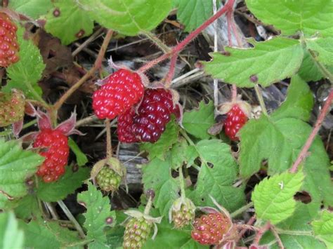 Trailing Blackberry 7 Gohiking Ca
