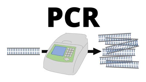 How Pcr Polymerase Chain Reaction Works Explained In 1 Minute Youtube