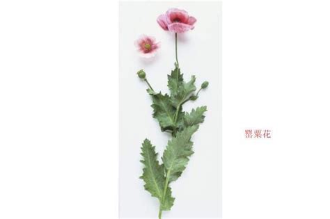 虞美人与罂粟花怎样区别360新知