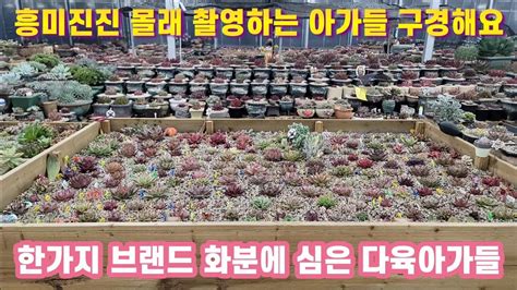다육이 한가지 브랜드 화분에 심어주시니 다육이 특징이 한눈에 들어오네요 콩분사랑 매니아님 고수님들 아가들 도둑촬영 Youtube