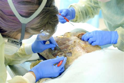 2 Day Human Anatomy Dissection Intensive Experience Anatomy