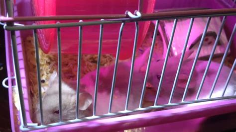 Hamsters Having Sex แฮมเตอร์ผสมพันธุ์กัน Youtube