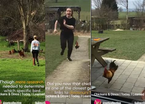 Viral Youtube Short Rooster Attacks Owner Over Interruption