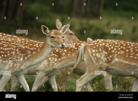 Daim Femelle Banque De Photographies Et D Images à Haute Résolution Alamy