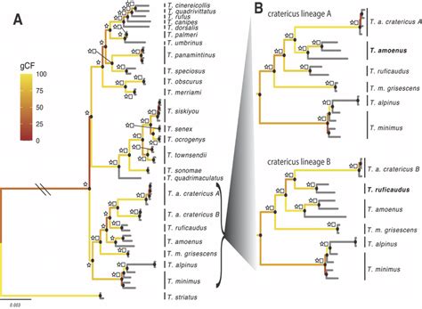 Genome Wide Phylogeny Of Tamias A Concatenated Ml Tree Estimated