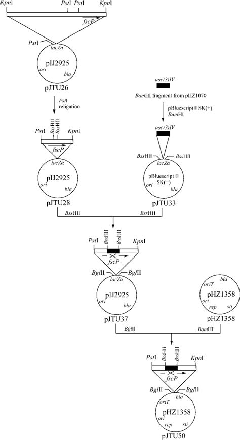 Schematic Of The Cloning Strategy Download Scientific Diagram