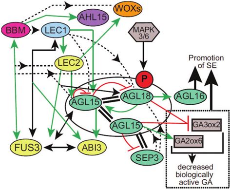 Working Model Showing Interactions Between The Major Actors Driving