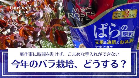 【庭仕事に時間が割けない】今年のバラ栽培、どうする？【肥料は？鉢の置き場所は？】 Youtube