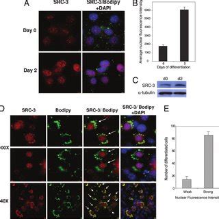 Increased Nuclear Levels Of SRC In The Early Steps Of Adipocyte Download Scientific Diagram