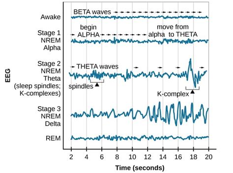 Psychology 431 Nrem Stages Of Sleep