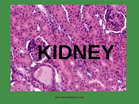 PPT Renal Pathology At Glance DOKUMEN TIPS