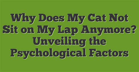Why Does My Cat Not Sit On My Lap Anymore Unveiling The Psychological
