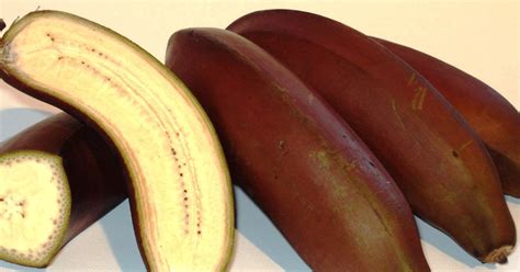 What Do Red Bananas Taste Like News Directory 3