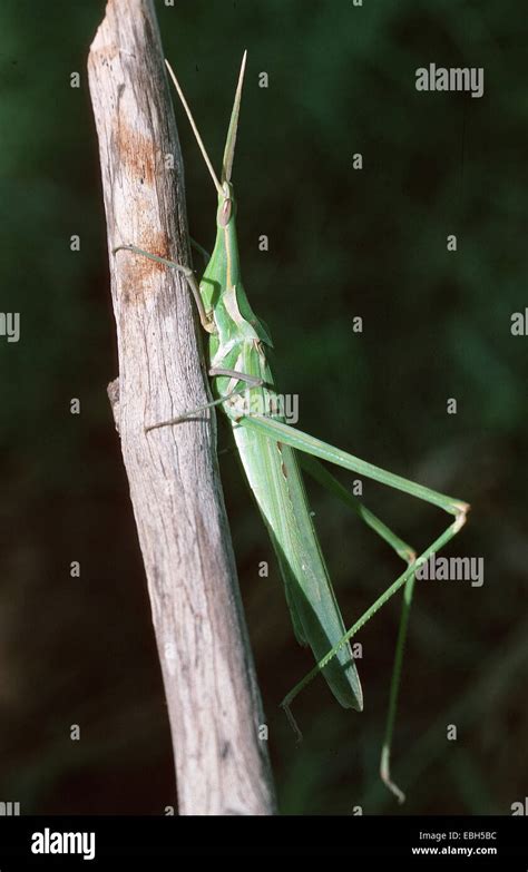 Snouted Grasshopper Long Headed Grasshopper Acrida Ungarica Hanging