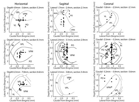 Figure 2 From Widespread Decoding Of Tactile Input Patterns Among
