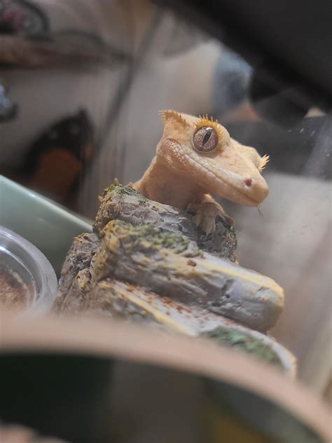 What A Handsome Boy Kypt Is 💚 Rreptilespeople