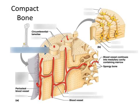Compact Bone Diagram Quizlet