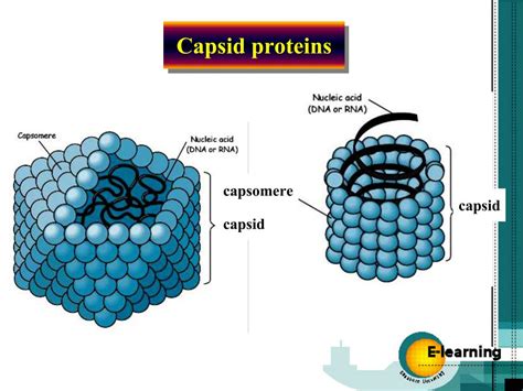 Ppt Virus Powerpoint Presentation Free Download Id3042748