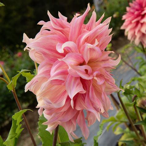 Penhill Watermelon Dahlia Bear Creek Farm