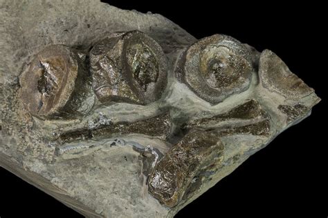 56 Plate Of Fossil Ichthyosaur Bones Germany 150338 For Sale
